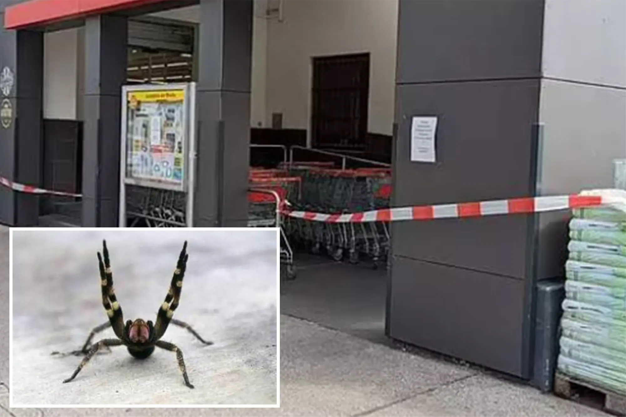 Venomous Brazilian Spider Sighting Prompts Evacuation of Austrian ...